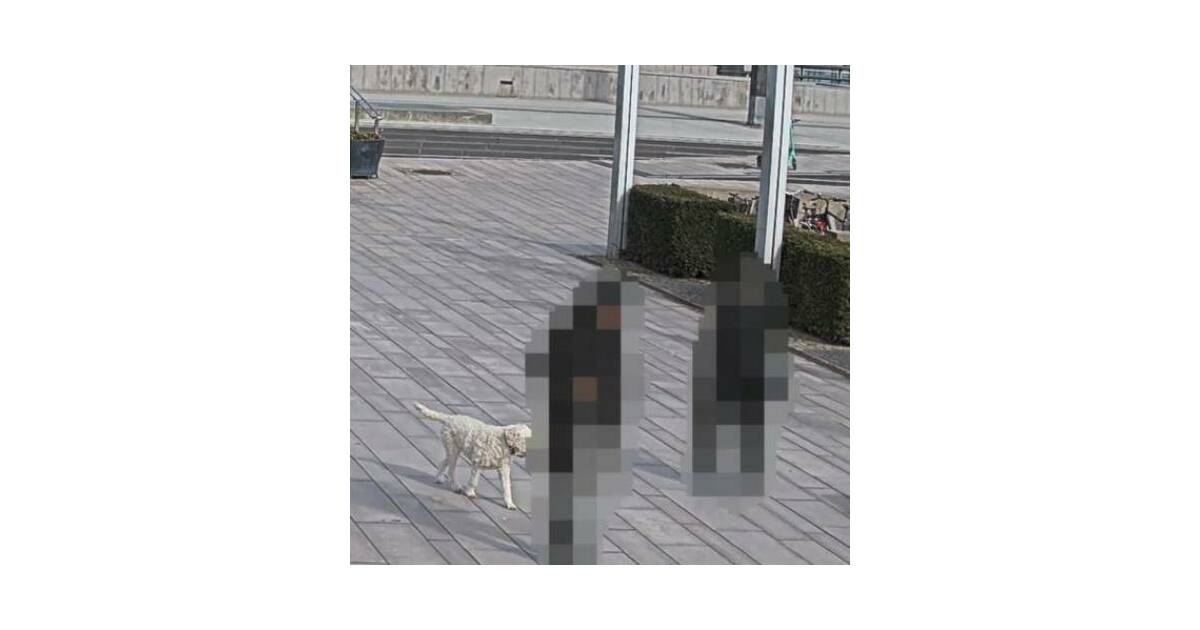 AXIS Live privacy shield | Other Products | NetcamCenter